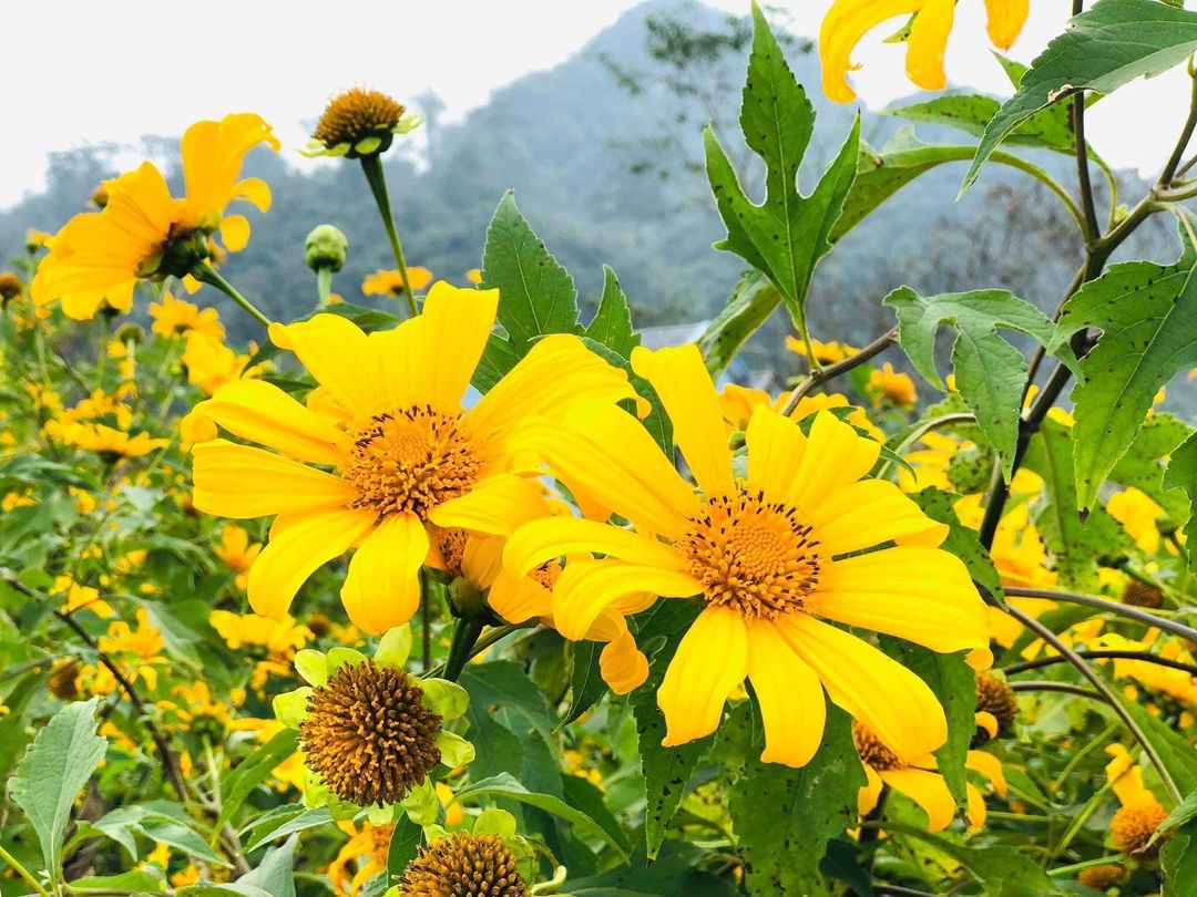 Mùa hoa dã quỳ Ba Vì - Kinh nghiệm "săn" dã quỳ thành công | Justfly.vn