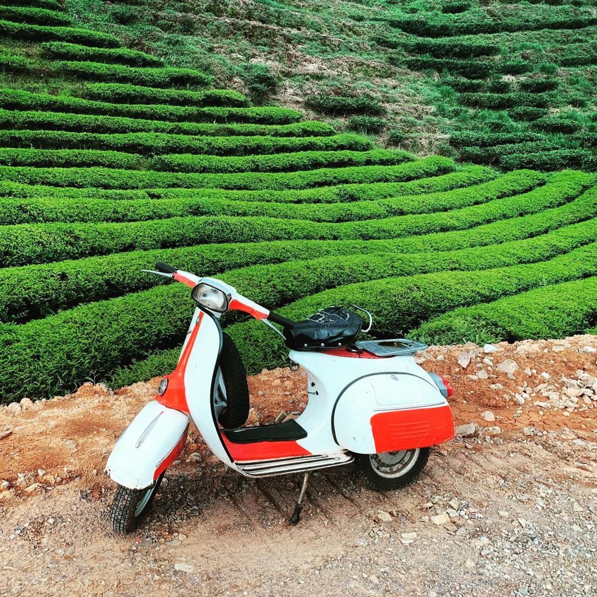 Khám phá Đồi chè Cầu Đất Đà Lạt - Điểm du lịch hấp dẫn | Justfly.vn