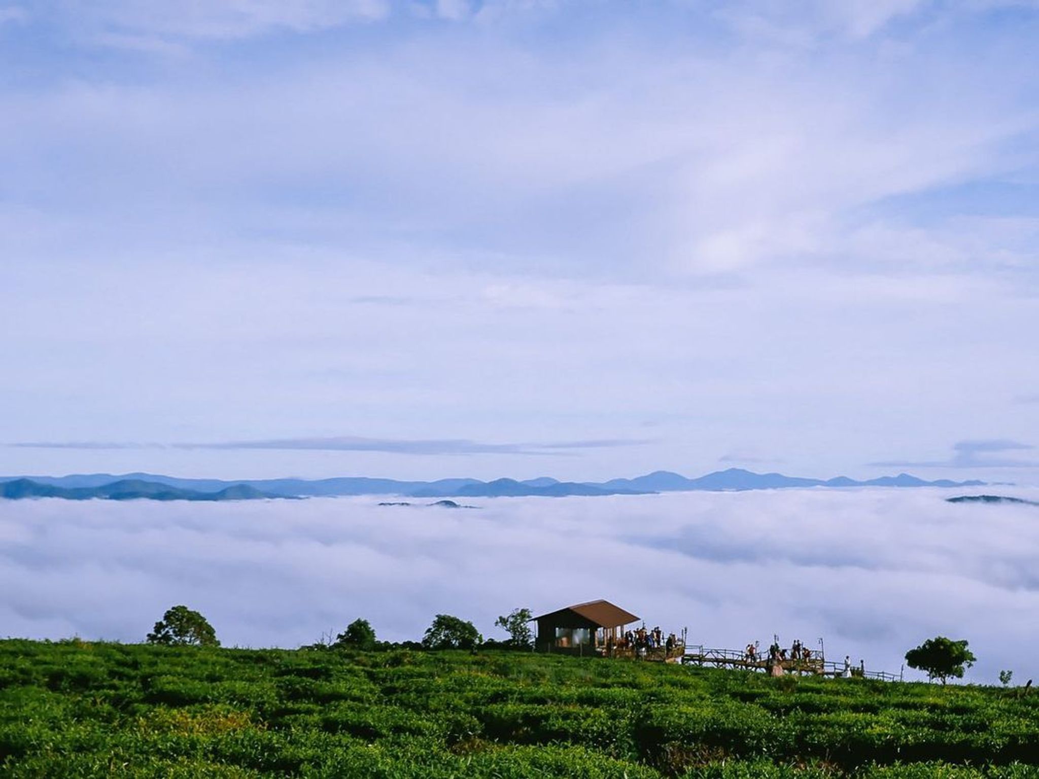 Khám phá Đồi chè Cầu Đất Đà Lạt - Điểm du lịch hấp dẫn | Justfly.vn