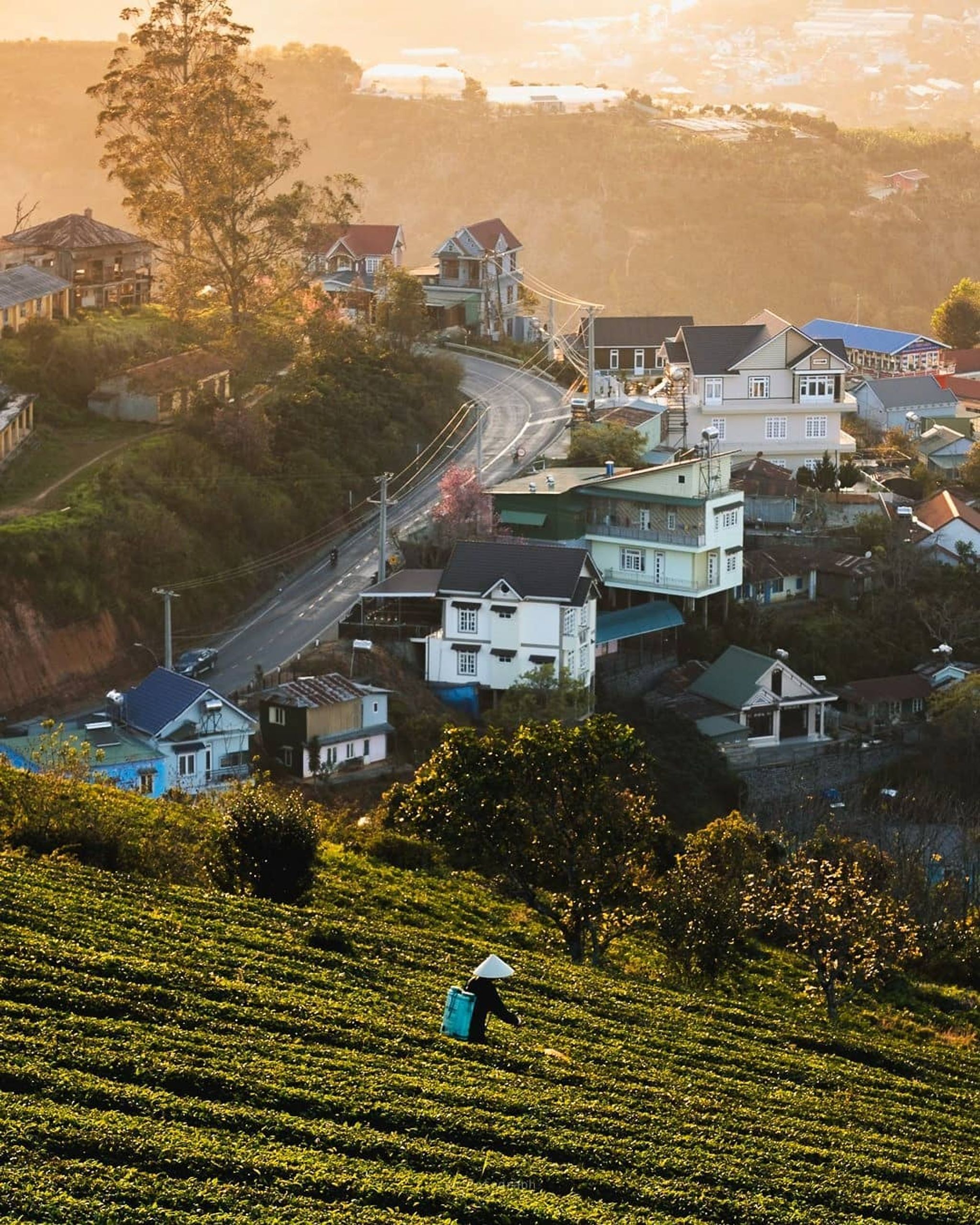 Khám phá Đồi chè Cầu Đất Đà Lạt - Điểm du lịch hấp dẫn | Justfly.vn